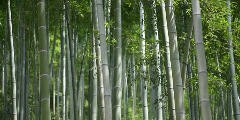 China’s Bamboo industry booms for greener economy | Myanmar ...