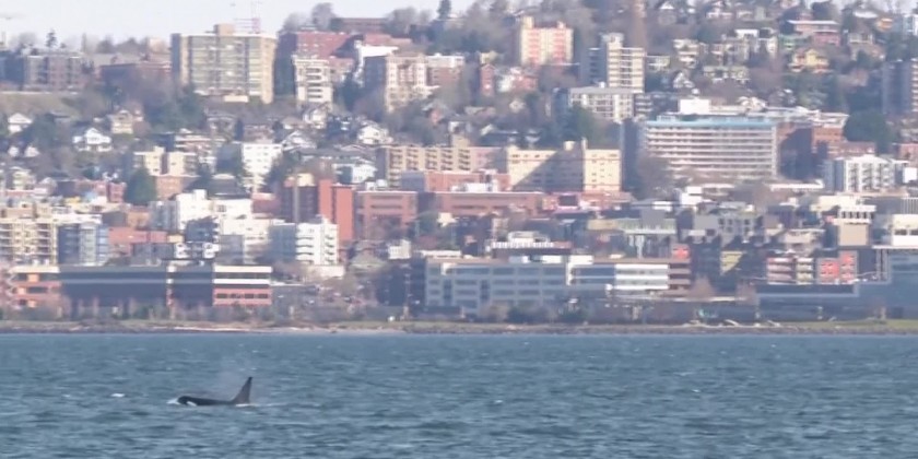 Orca whale visits Seattle bay | Myanmar International TV