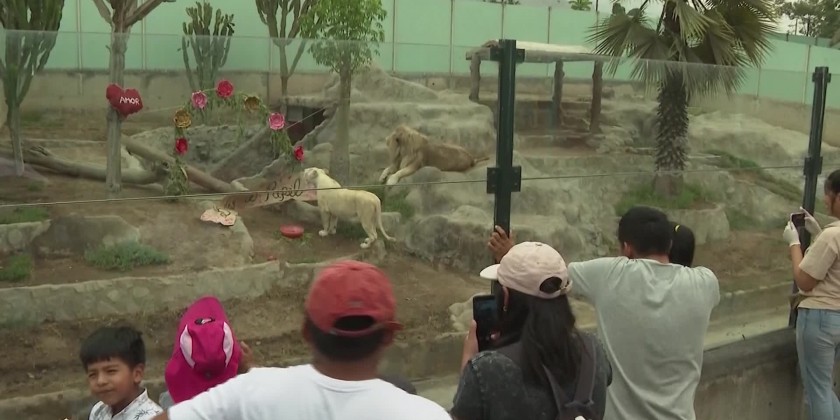 Lima Zoo marks Valentines' to add some vibrance | Myanmar International TV
